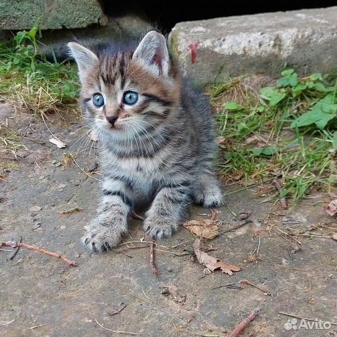 Очаровательные котятки-полосатики