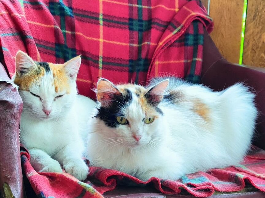 Трехцветные кошечки ищут новый дом