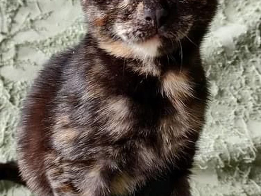 Кошка Черника