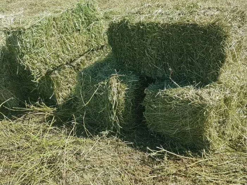 Сено луговое в тюках