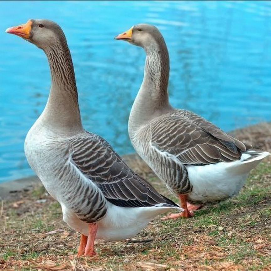 Гуси на мясо