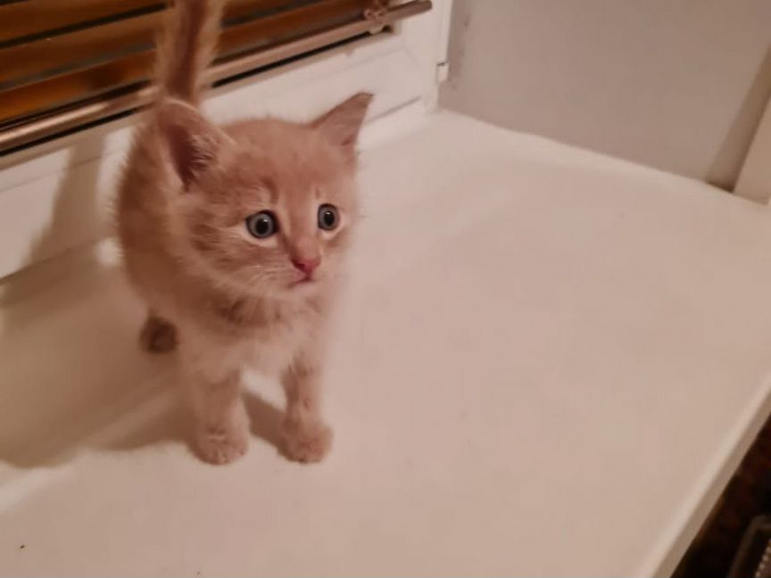 Чудесные очень красивые котятки ищут дом