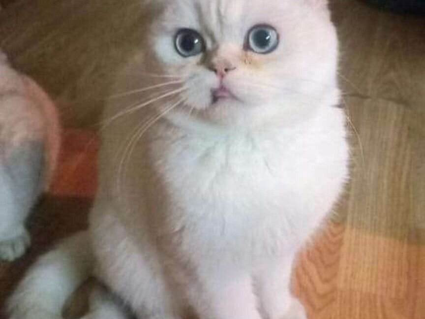 Шотландская