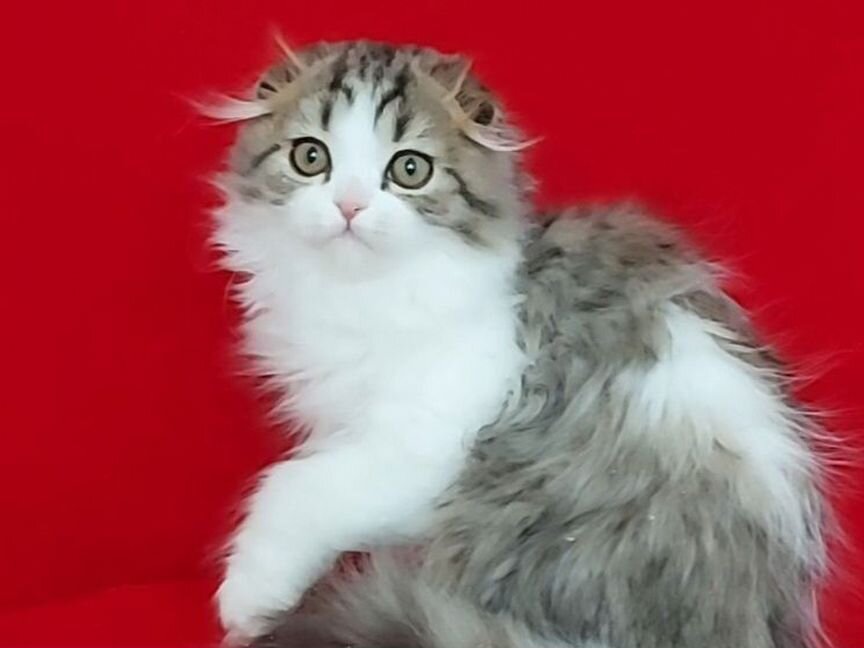 Шотландский малыш