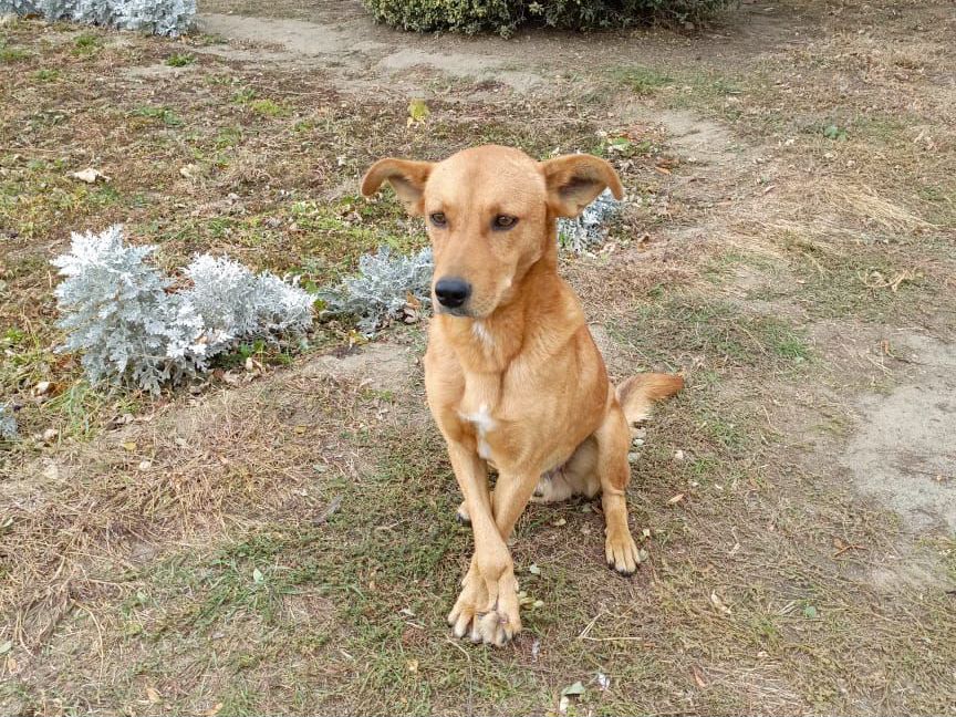 Собака со сломанной лапой