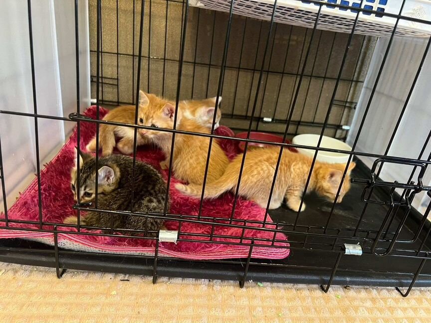 Котята в добрые руки