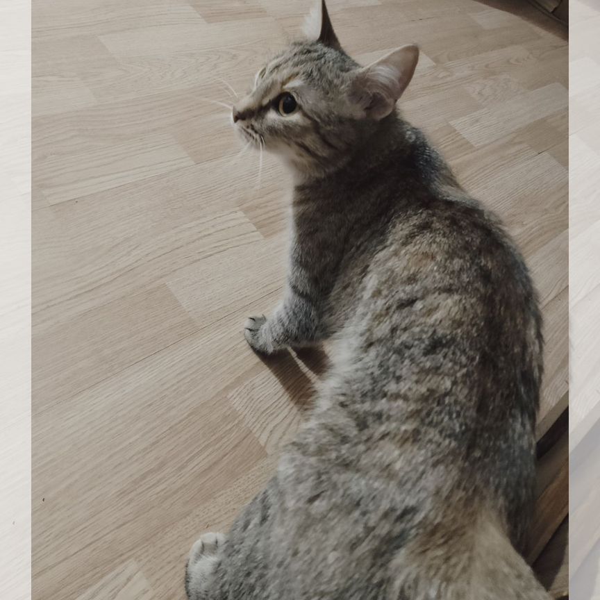 Кошечка