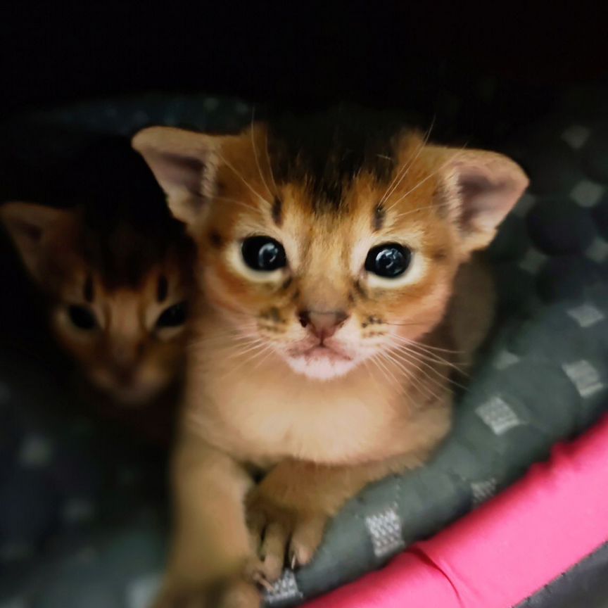 Абиссинский котёнок