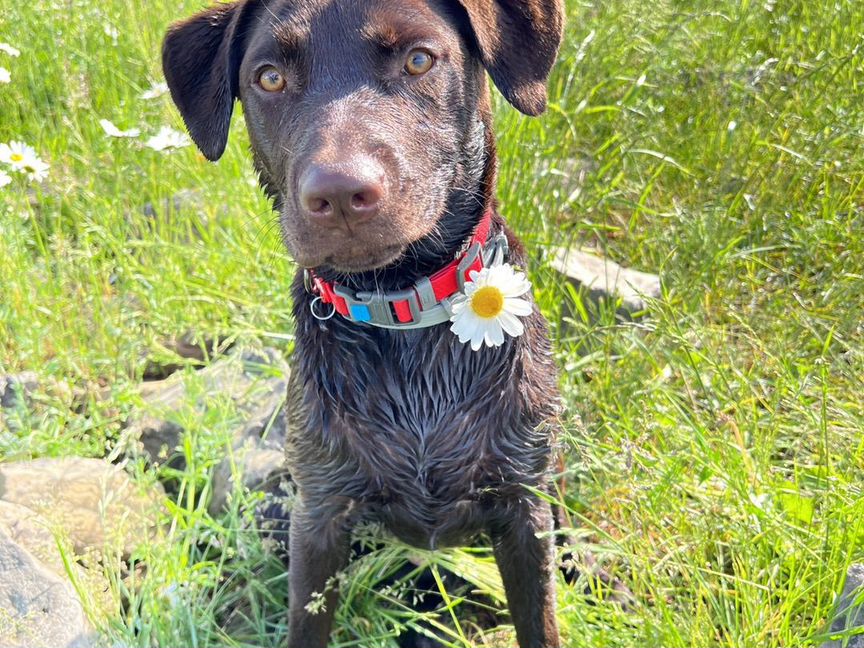 Собачка в добрые руки