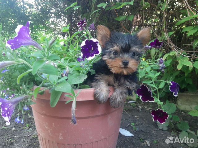 Йорочка миняшечка