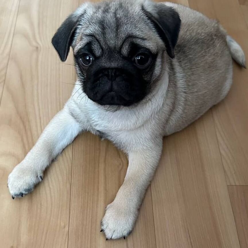 Мопс, щенок