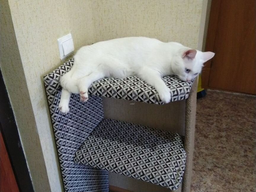 Когтеточка лежак