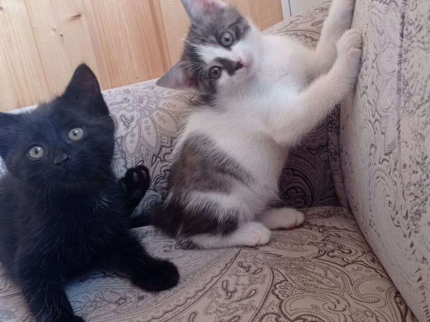 Котики бесплатно в добрые руки