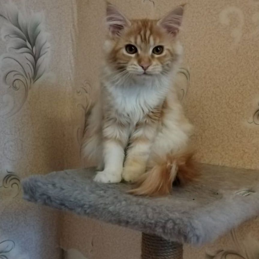 Мейн-кун котёнок