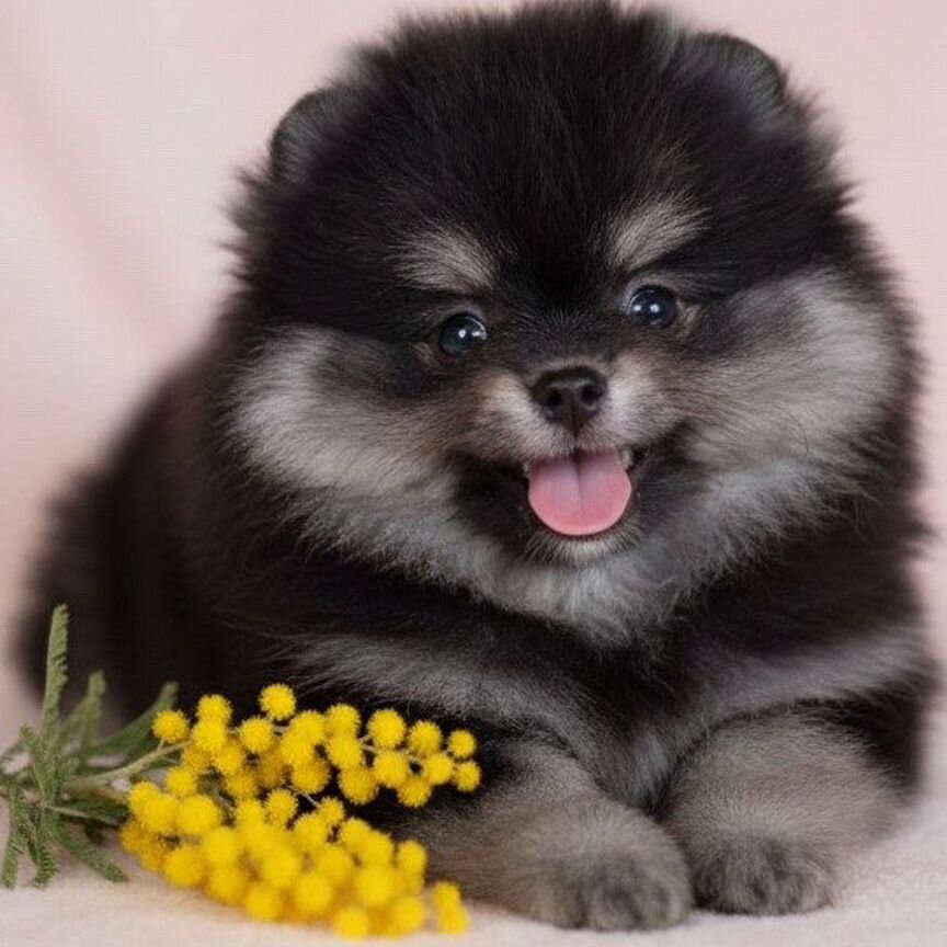 Померанский шпиц, щенок
