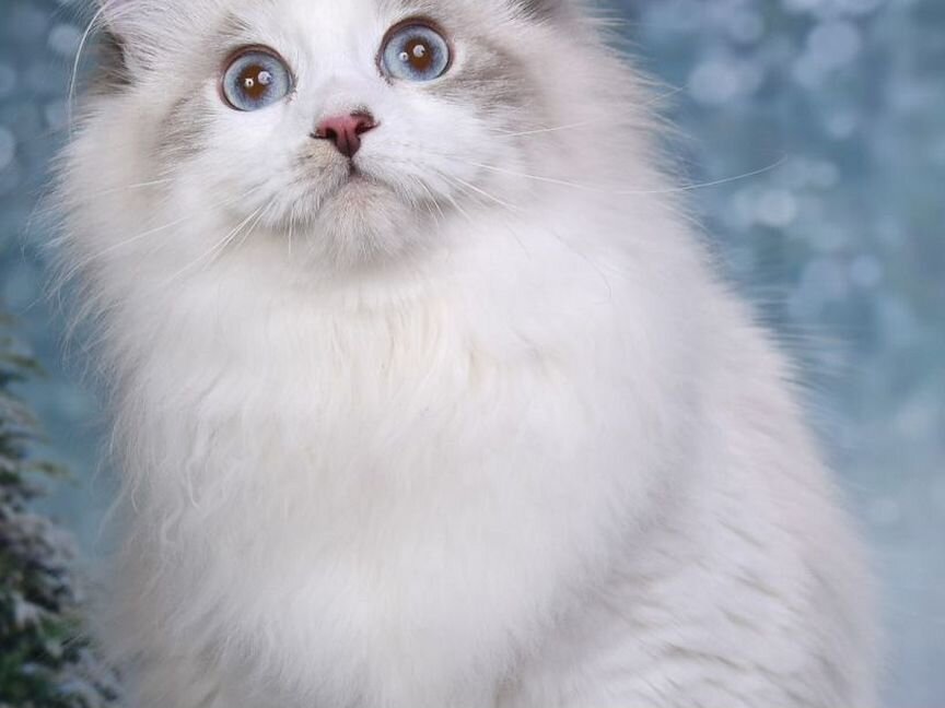 Невская красавица