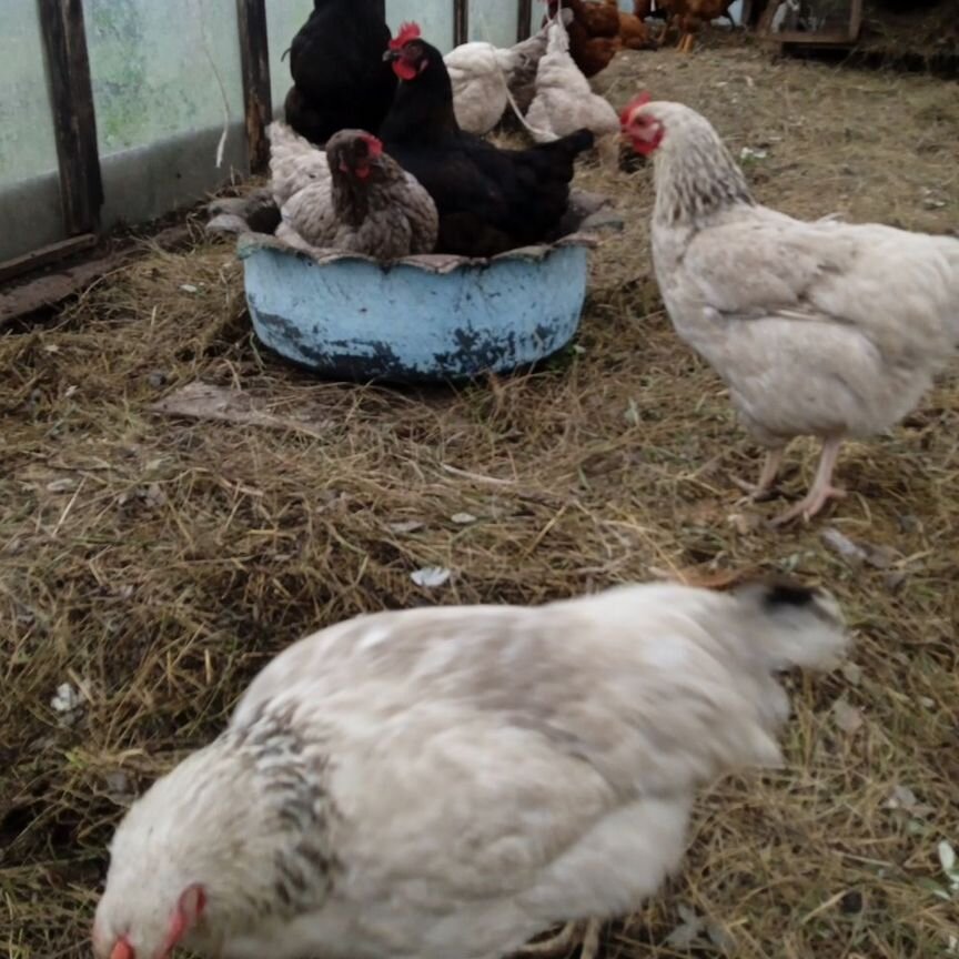Куры несушки чешский доминант