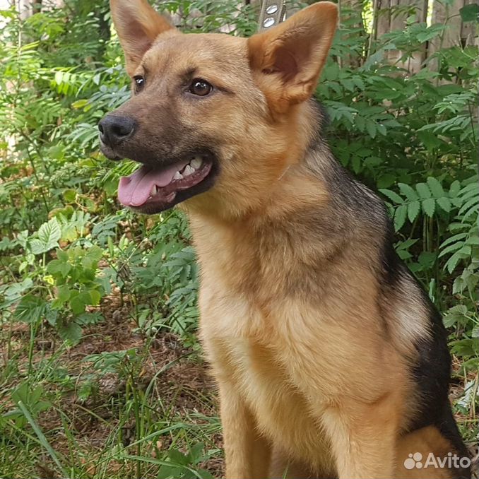 Ариша ищет дом