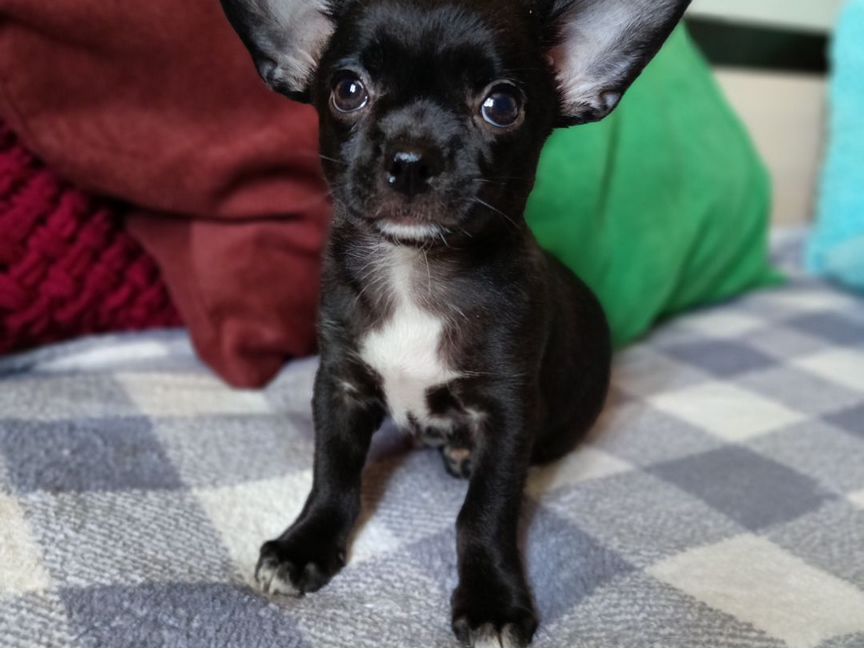 Большой выбор очаровательных деток