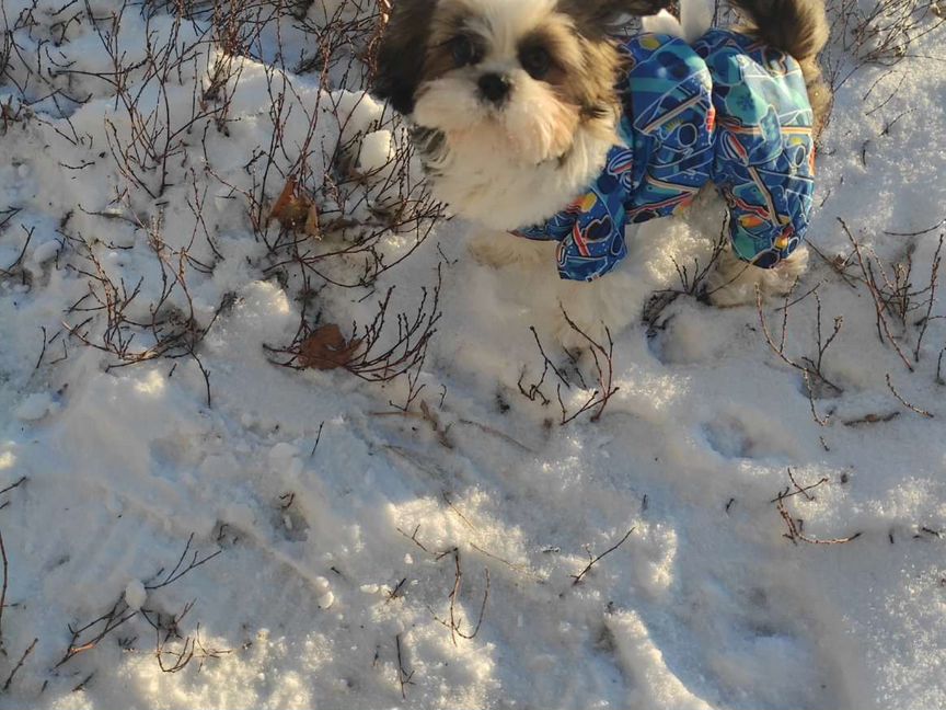 Маленькая собака в добрые руки бесплатно