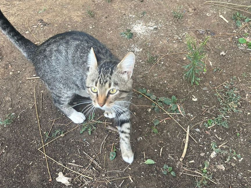 Отдаем котика
