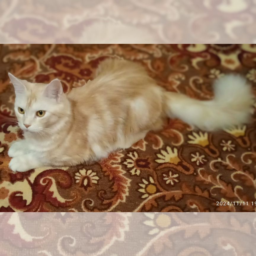 Вязка кошки мейн-кун