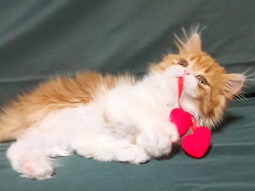 Шотландские котята из профессионального питомника