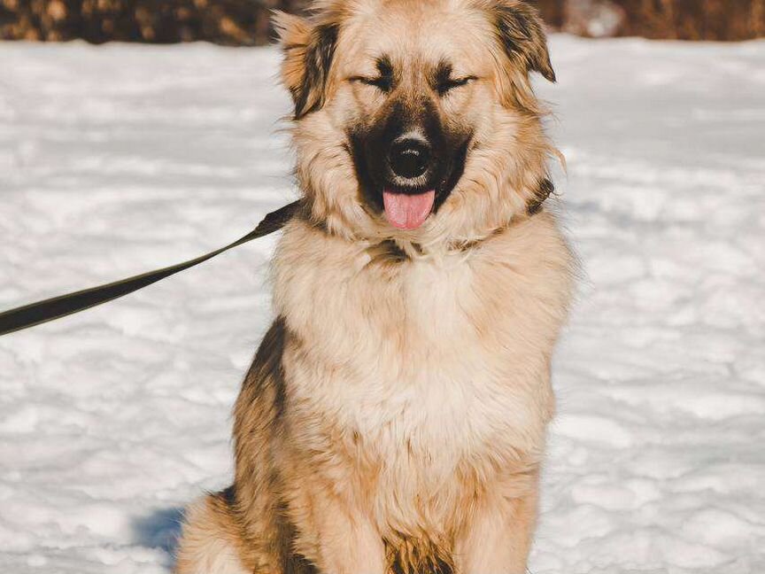 Альма – идеальная собака интроверта