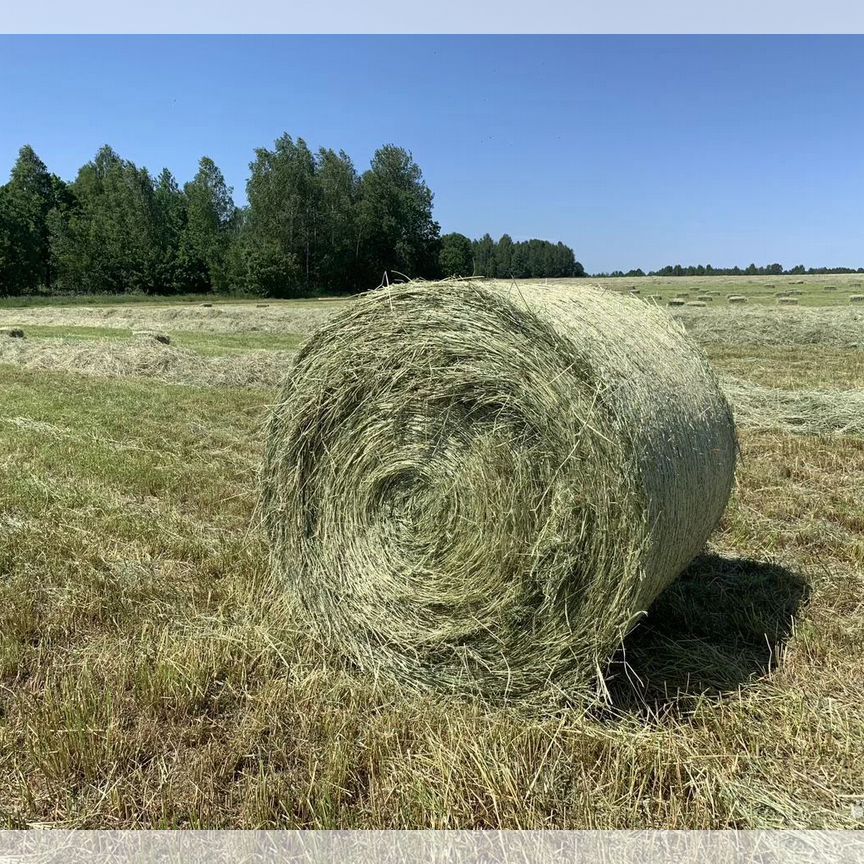 Сено в рулонах