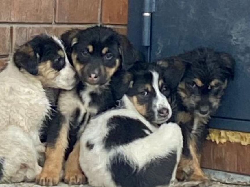 Собака в добрые руки отдам бесплатно