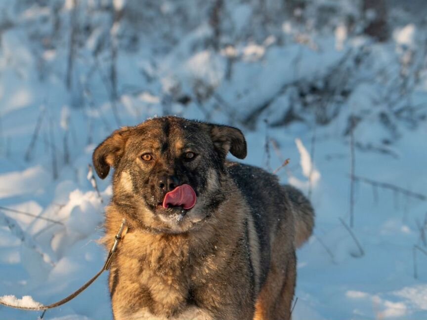 Собака без хлопот Мэгги ждет тебя в приюте