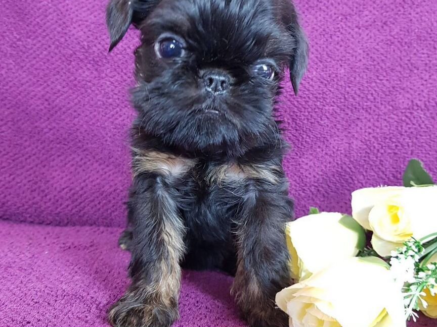 Бельгийский гриффон