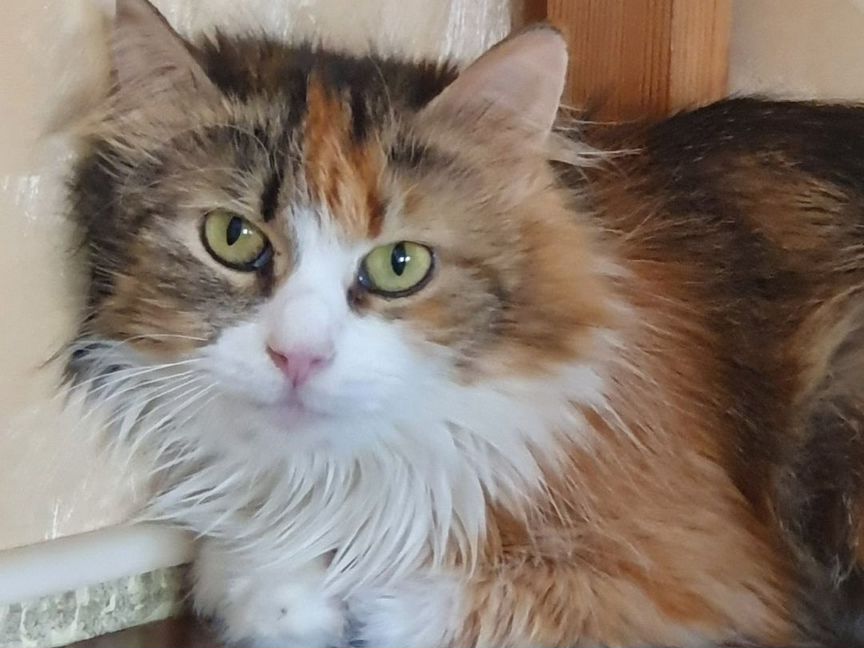 Кошка Маргоша
