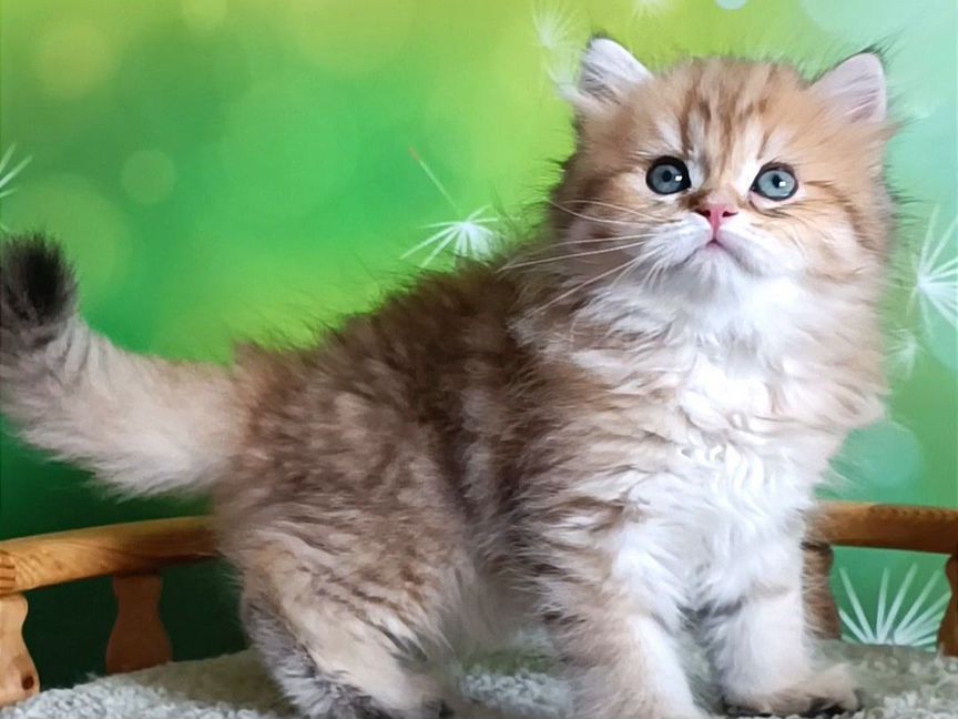 Котик страйт