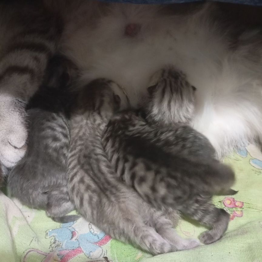 Британские котята
