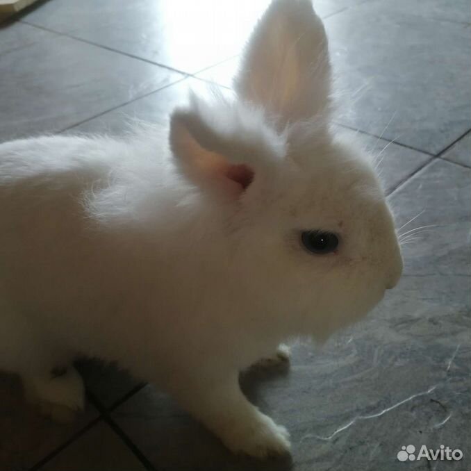 Продам Пушистого кролика декоративного