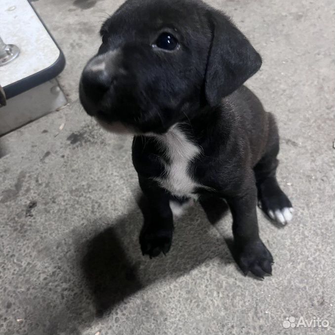 Щенки стаффорда