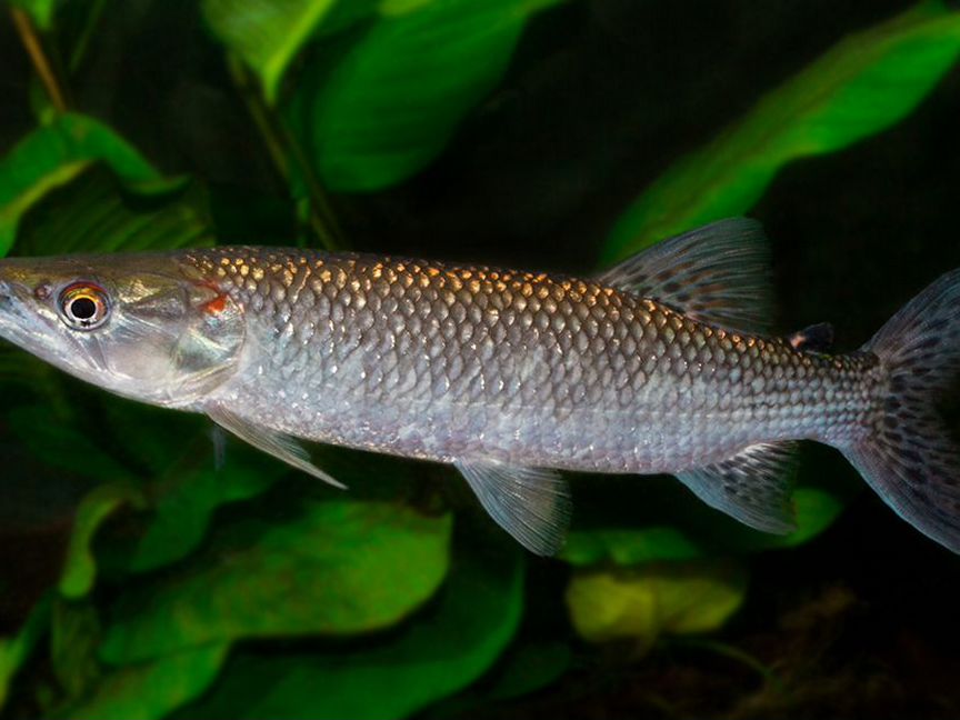 Щука африканская