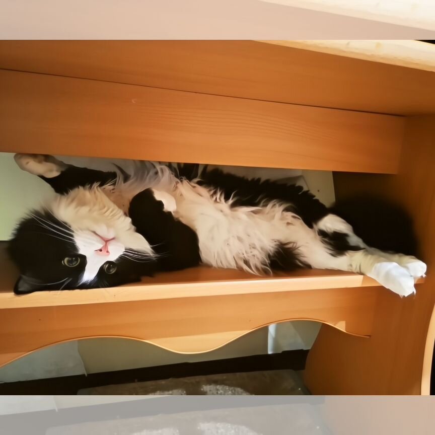 Взрослый кот от частного владельца