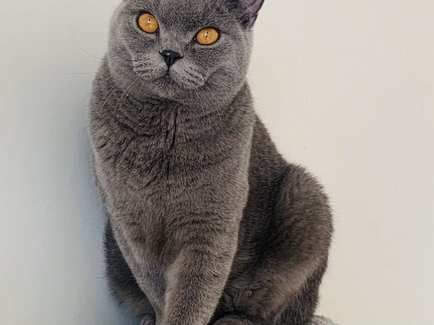 Британский котик