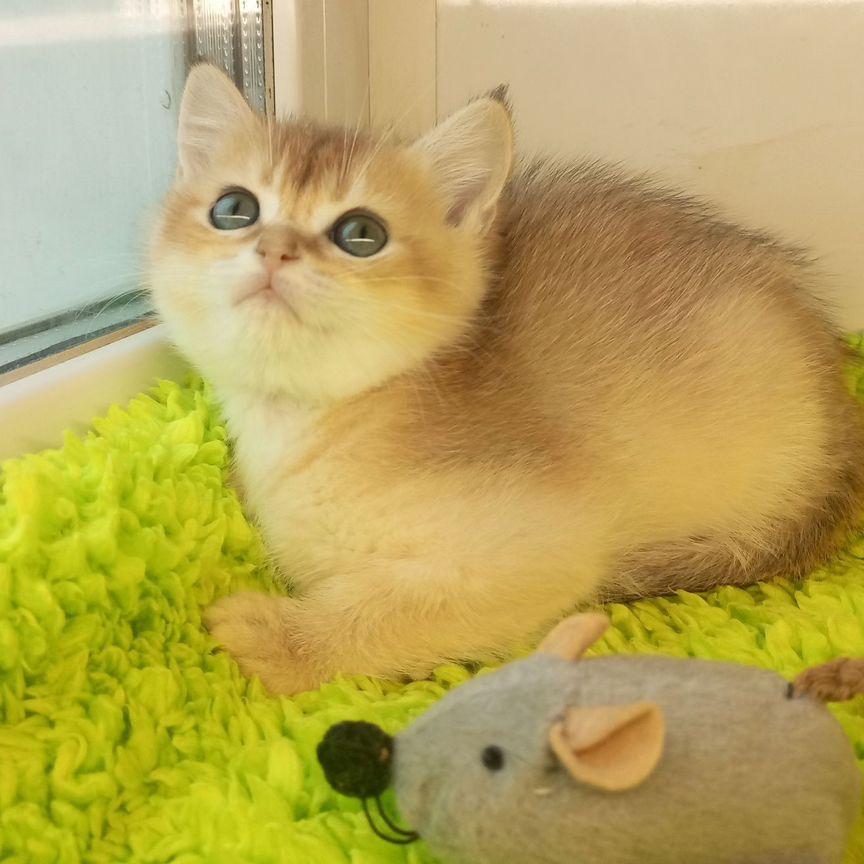 Котята Золотая шиншилла