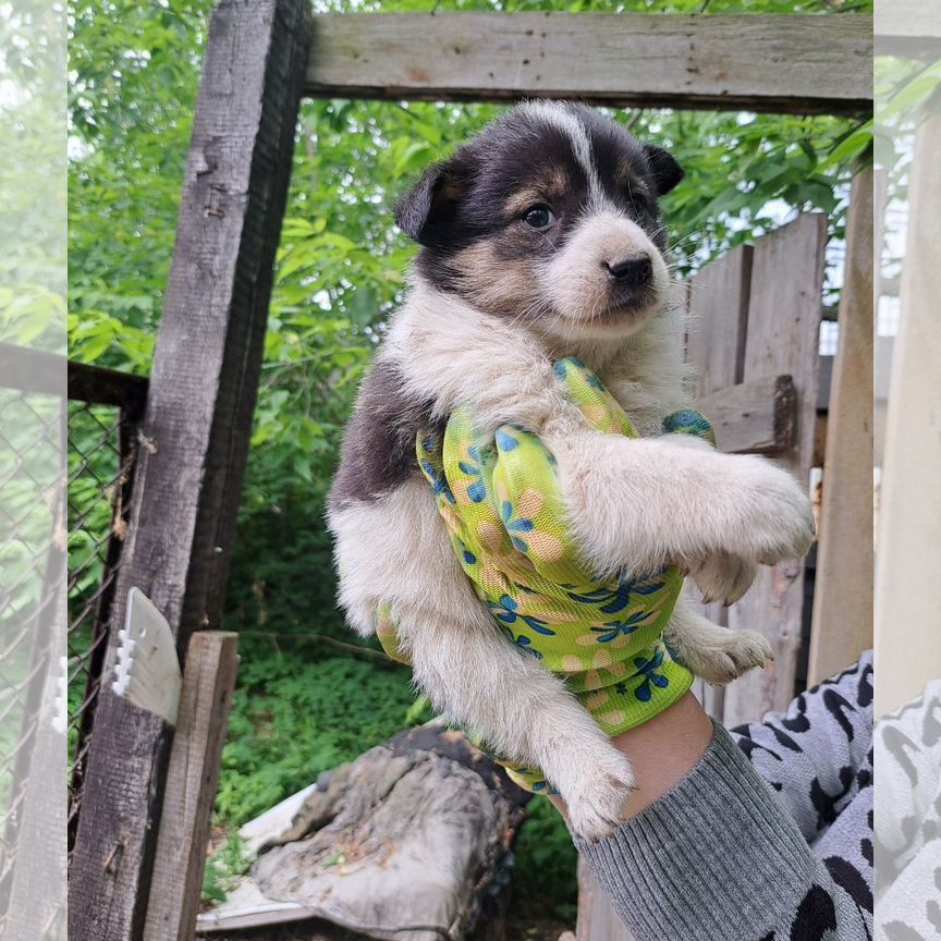 Щенок в добрые руки