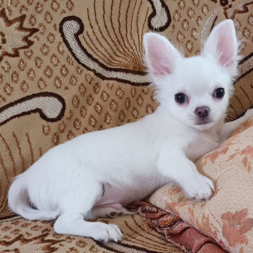 Кремовый д.ш. красавчик чихо-парень