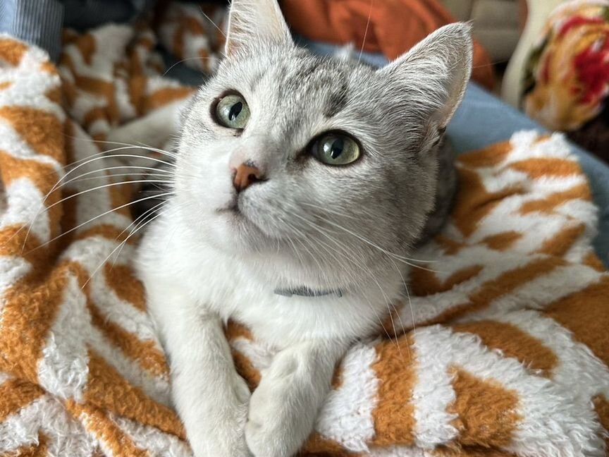 Кошка в добрые руки бесплатно