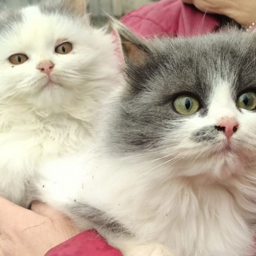 Котятки замерзают