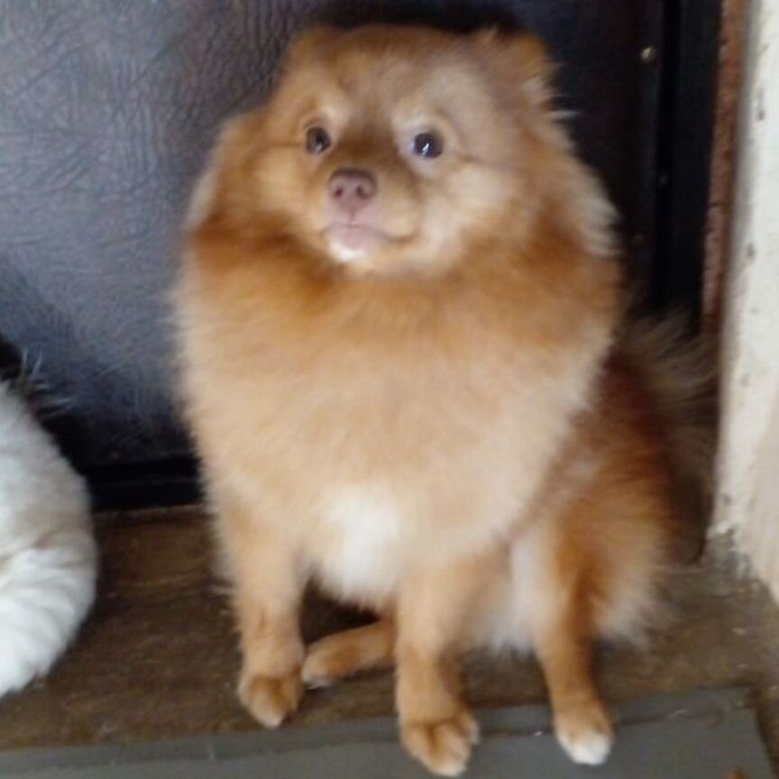 Собака шпиц