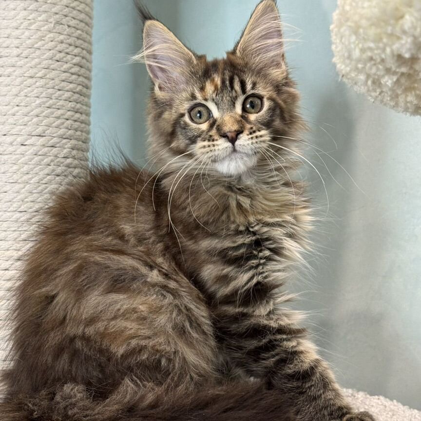 Мейн-кун девочка черная черепаха