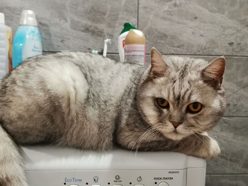 Кот британец