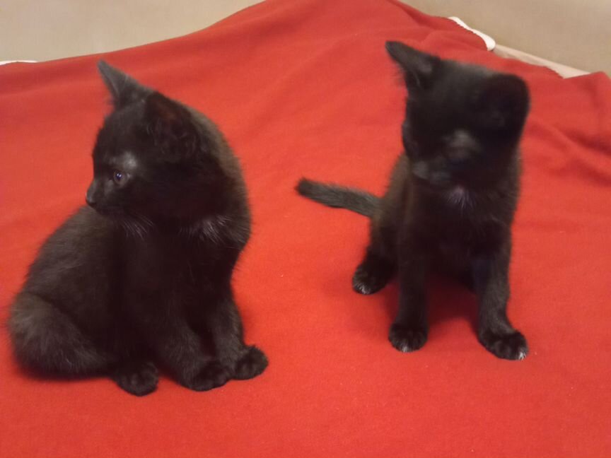 Котята в добрые руки бесплатно