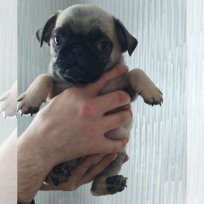 Мопс, щенок